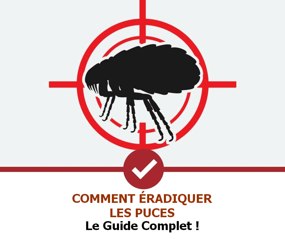 Comment se débarrasser des puces (Guide 2022) - Stop Nuisible
