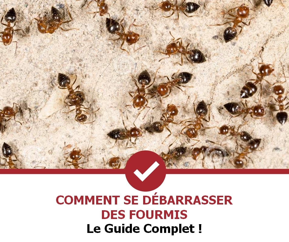 Comment se débarrasser des fourmis (Guide 2022) - Stop Nuisible