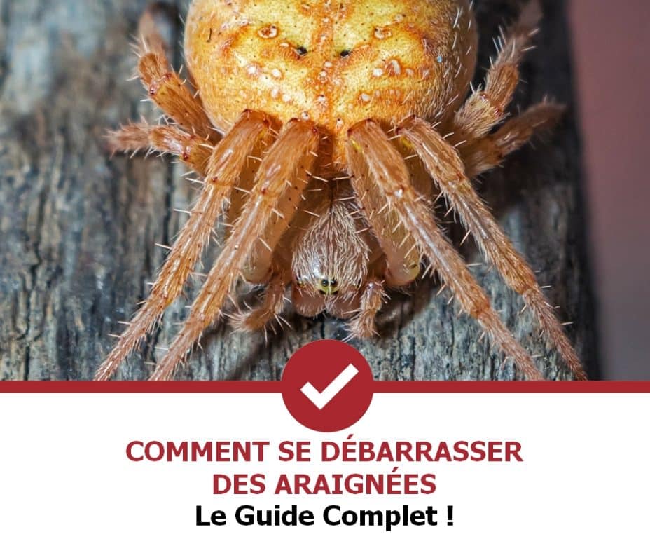 Se débarrasser des araignées (10 méthodes en 2022) - Stop Nuisible
