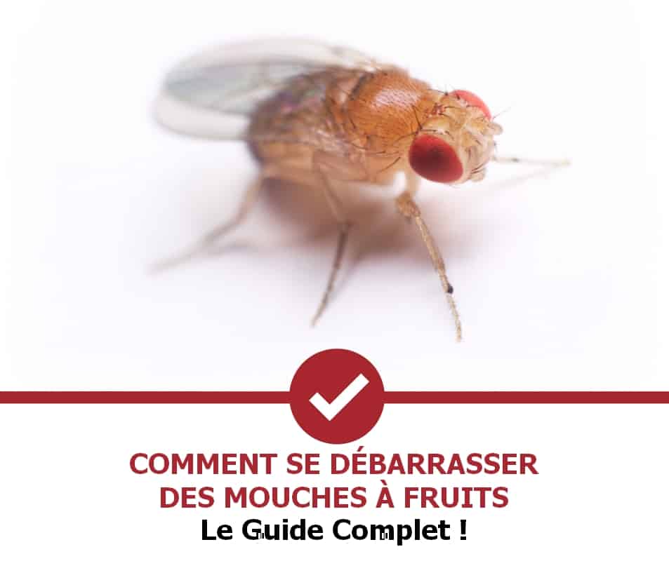 Se débarrasser des mouches à fruits (Guide 2022) - Stop Nuisible