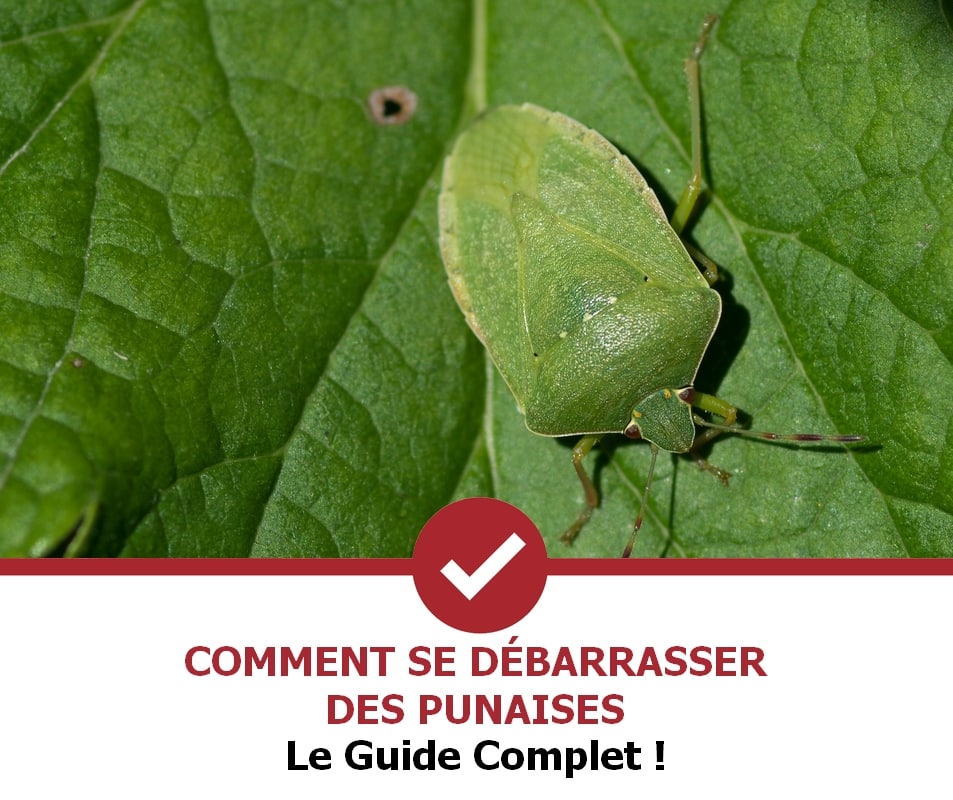Comment se débarrasser des punaises (Guide 2022) - Stop Nuisible